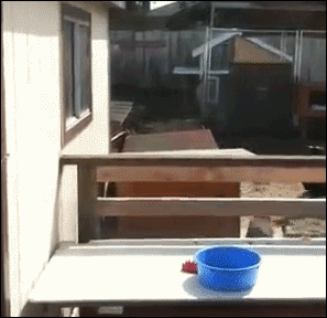 Eating goat jumping GIF on GIFER - by Hugirad