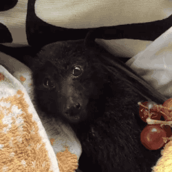 Animals bat GIF on GIFER - by Drelarin