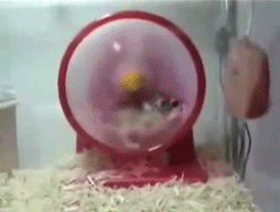 GIF animals animal hamster - animated GIF on GIFER - by Zulkirn