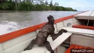 Boat sloth chillin GIF on GIFER - by Yggrne