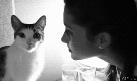 Rejected cat kiss GIF on GIFER - by Kathrizel