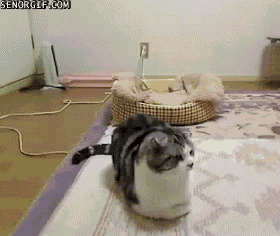 Stand up cat GIF on GIFER - by Chillbringer