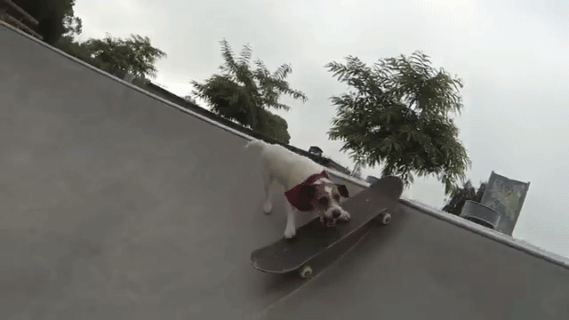 GIF skateboarding dog win - animated GIF on GIFER - by Ygglhala