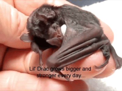 GIF bat animals - animated GIF on GIFER - by Arijurus