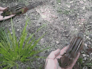 GIF animals feeding chipmunks - animated GIF on GIFER - by Painflame