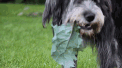 Salad dog food GIF on GIFER - by Marizel