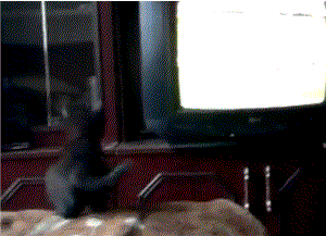 Cat animals fail GIF on GIFER - by Mikalkree