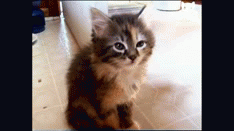 Cat reaction GIF on GIFER - by Ghonadar