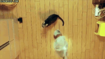 Mo impressive cat GIF on GIFER - by Dokus