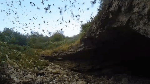 GIF cave - animated GIF on GIFER - by Teshakar