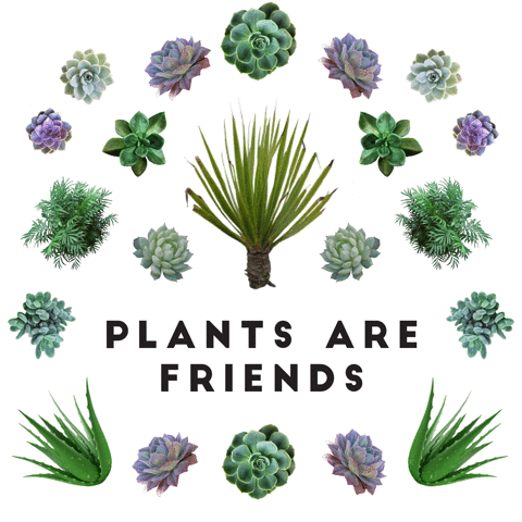 GIF plants plant aloe - animated GIF on GIFER - by Anaril