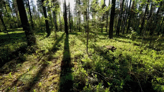 Trees sunlight GIF on GIFER - by Ygglore