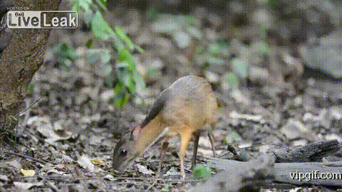 Mouse deer GIF on GIFER - by Kalar