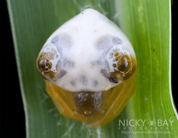 Cute sloth slothilda kawaii GIF on GIFER - by Kirizan