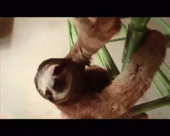 GIF sloth - animated GIF on GIFER - by Thothis