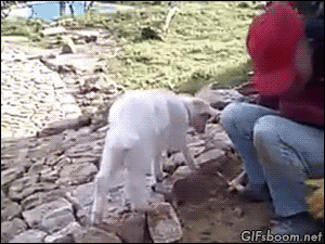 Animals goat GIF on GIFER - by Graniath