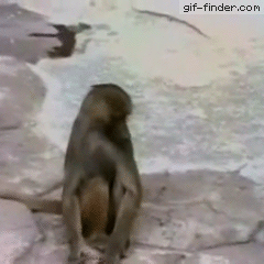 Fighting lizard snake GIF on GIFER - by Redshaper