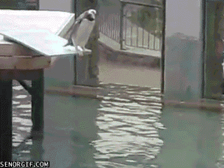 Dive animals GIF on GIFER - by Ragesinger
