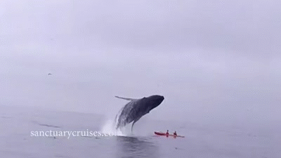 Whale GIF on GIFER - by Mor