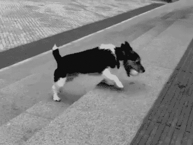Dog alone GIF on GIFER - by Snowfist