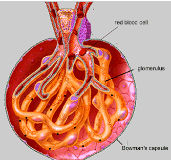 Biology GIF on GIFER - by Nuadazel