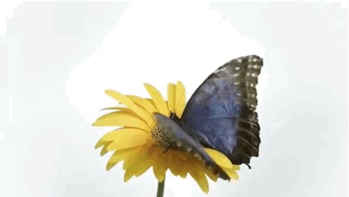 GIF butterflies engineering science - animated GIF on GIFER - by Largas