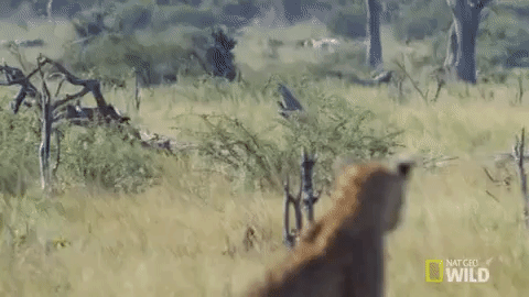 Watching nat geo wild waiting GIF on GIFER - by Hugi