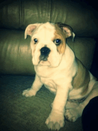 Perrito animals quiero GIF en GIFER - de Painflame