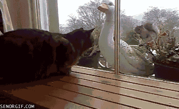 Cats squirrel cheeky GIF on GIFER - by Magefont