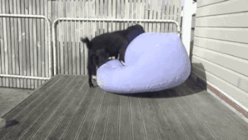 Scrolling GIF on GIFER - by Tojajind