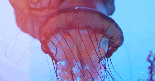 Jellyfish GIF on GIFER - by Gargas