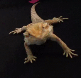 GIF lizard - animated GIF on GIFER - by Guk