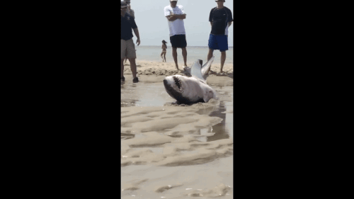 Gif De Requin Transparent