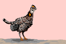 Grouse animals science GIF on GIFER - by Mazushura