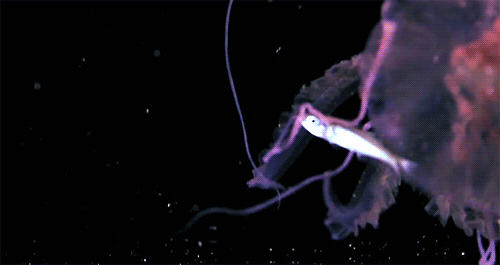 Jellyfish animals science GIF on GIFER - by Daginn