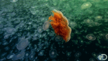 Lions mane jellyfish living thing GIF on GIFER - by Delathris