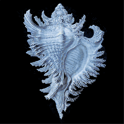 GIF shell ocean sea - animated GIF on GIFER - by Malalen