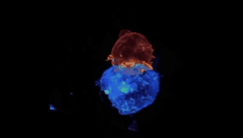 Medicine immunology biology GIF on GIFER - by Ishnwyn