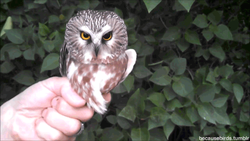 Biology owls GIF on GIFER - by Bludpick