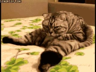 Hungover cat GIF on GIFER - by Landarad