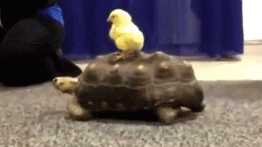 Turtle GIF on GIFER - by Cezius