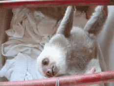 Gifs De Paresseux Porcs