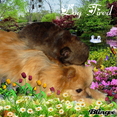 Relaxed animals GIF on GIFER - by Bratius