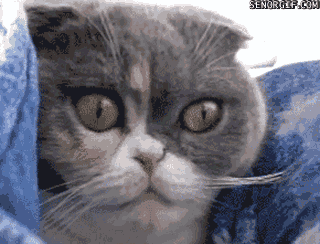 GIF surprised freaking out cat - animated GIF on GIFER - by Delazar