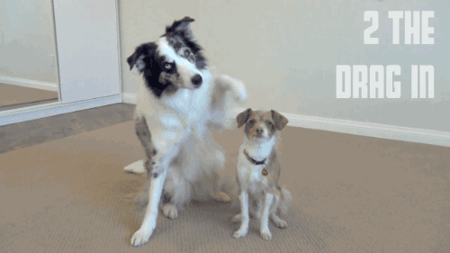 Dansende Hund Animert Gif
