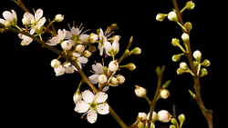 GIF flowers biology science - animated GIF on GIFER - by Laiwield