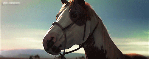 Cavalo Gif Tumblr #Stopmotion #trend #fy #gaúcha #cowgirl #boiadera