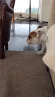 English bulldog dog english GIF on GIFER - by Auritius