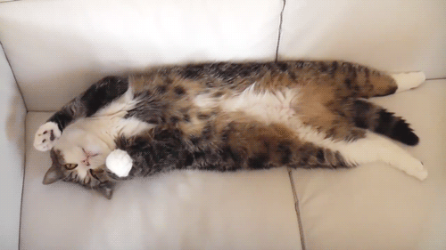 GIF cat - animated GIF on GIFER - by Arcanedweller