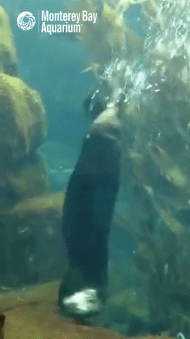 Otter whirl sea otter GIF on GIFER - by Balladolmeena
